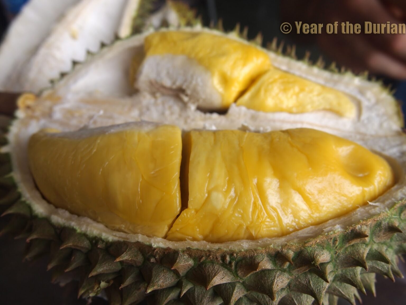 10 Durian Types You Can Get For Different Budgets