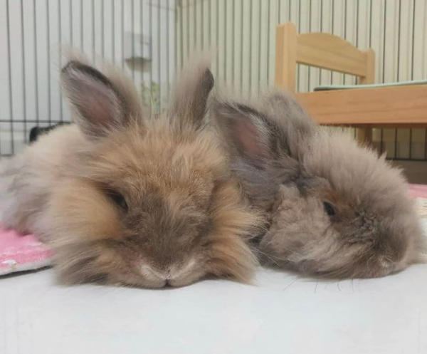 The Real Cost: Rabbit Adoption Singapore (Cost, How-Tos, Where to Get)