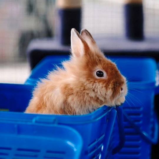 The Real Cost: Rabbit Adoption Singapore (Cost, How-Tos, Where to Get)