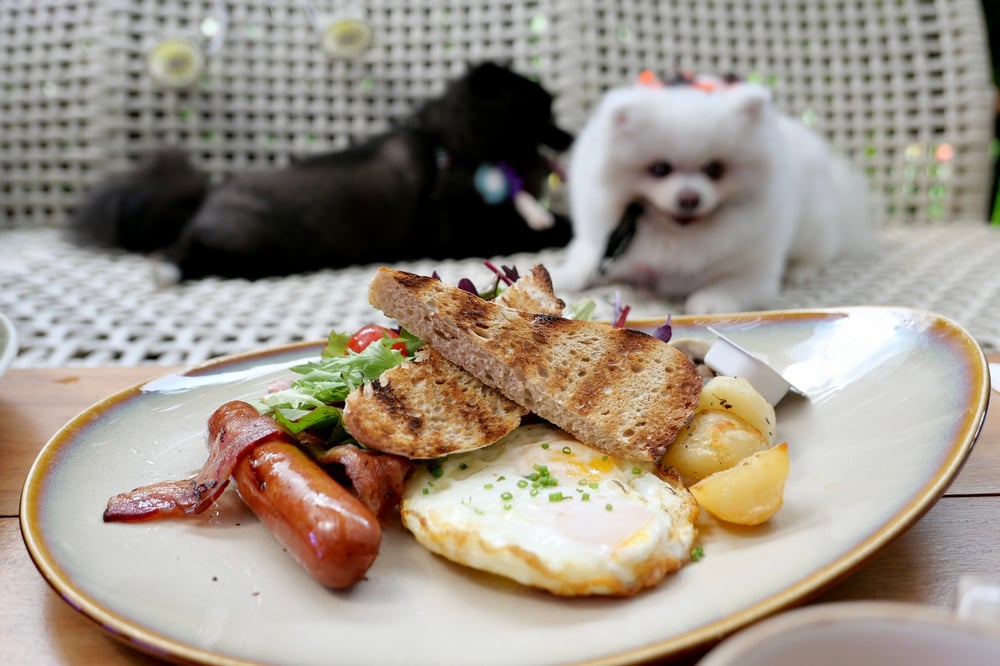 Best Dog, Cat & Pet-Friendly Cafes In Singapore 2022