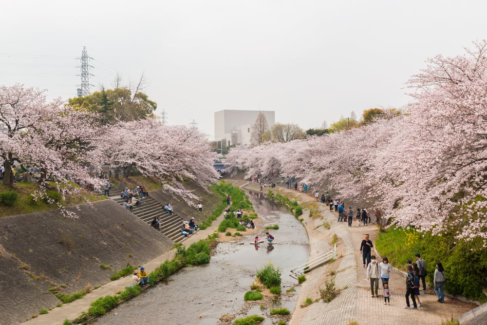 A Guide to Cherry Blossom Season in Japan: When & Where to See Sakura 2023